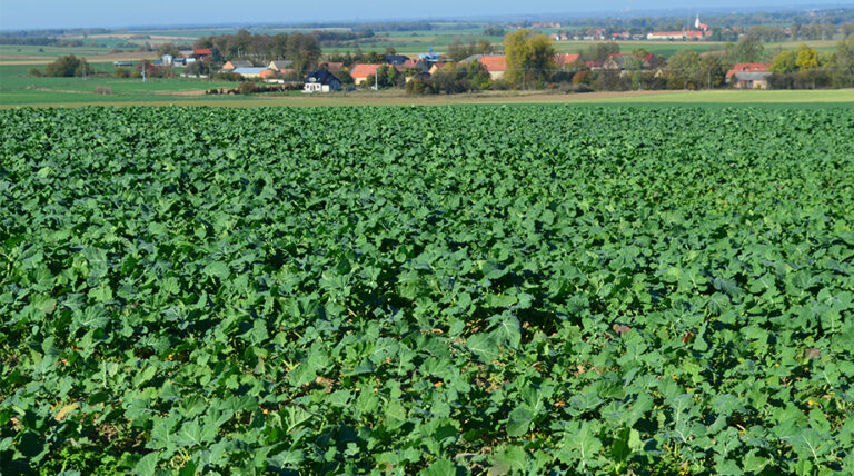 Rzepak - zapotrzebowanie na azot jesienią - Chemirol