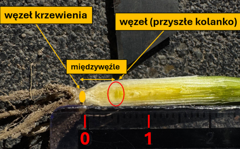 Fazy BBCH źdźbła zboża: Kluczowe informacje - Chemirol