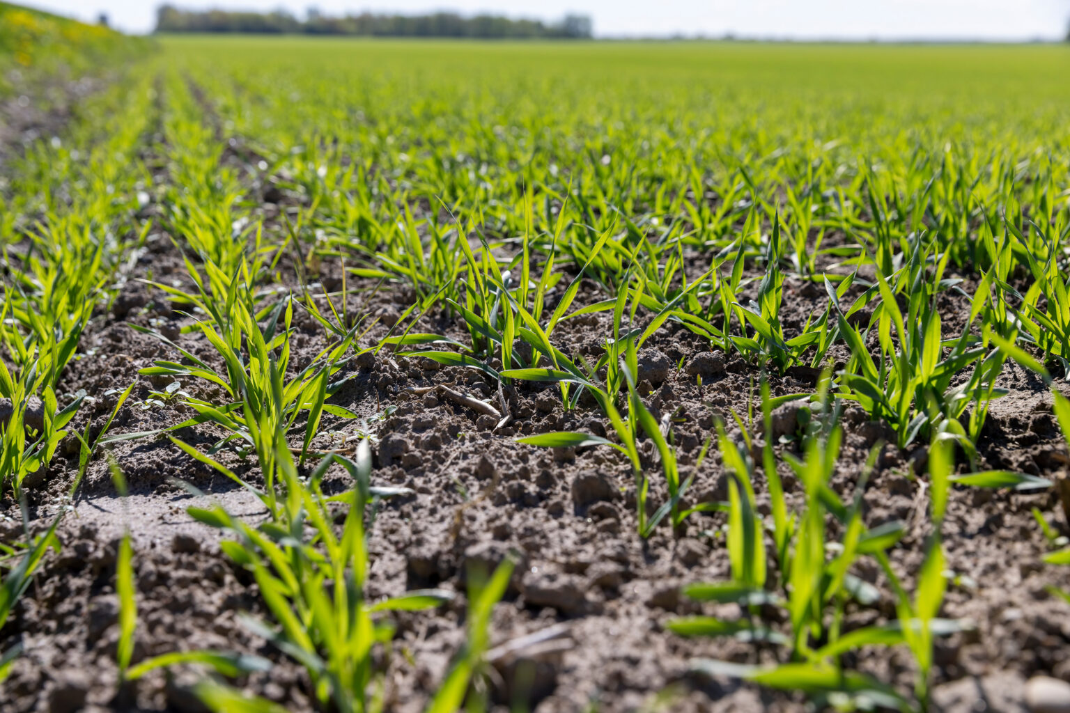 Flufenacet, diflufenikan i florasulam – poznaj herbicyd Cezaro 574 SC ...